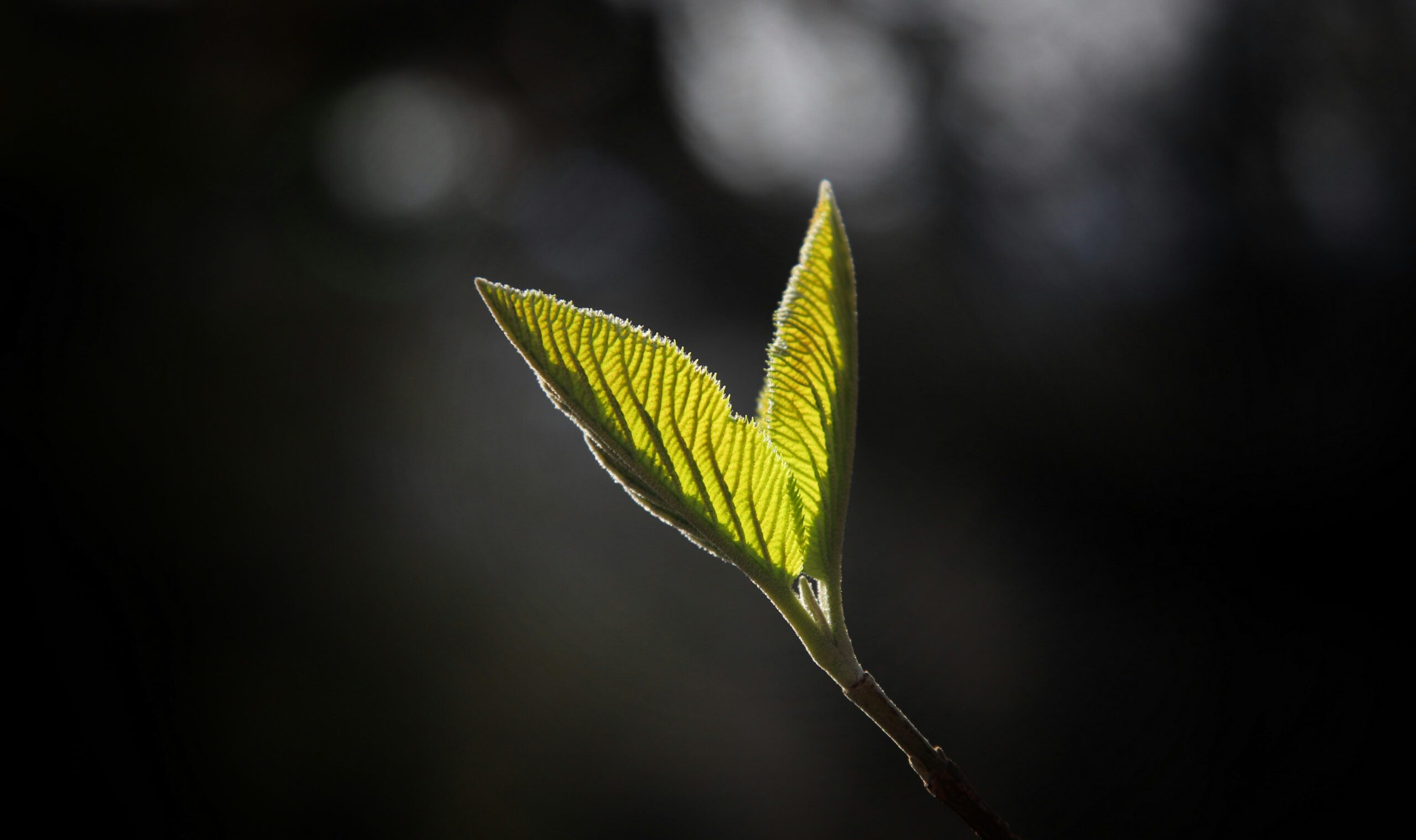 Editor’s Note – Issue 7 - JAY Lit